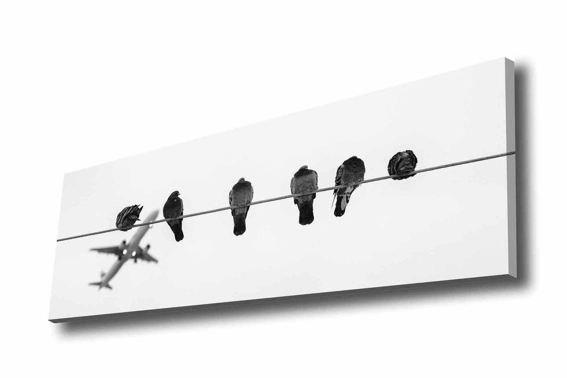 Lerretsbilde - Fugler på en wire med et fly i bakgrunnen Svart / Hvit ...